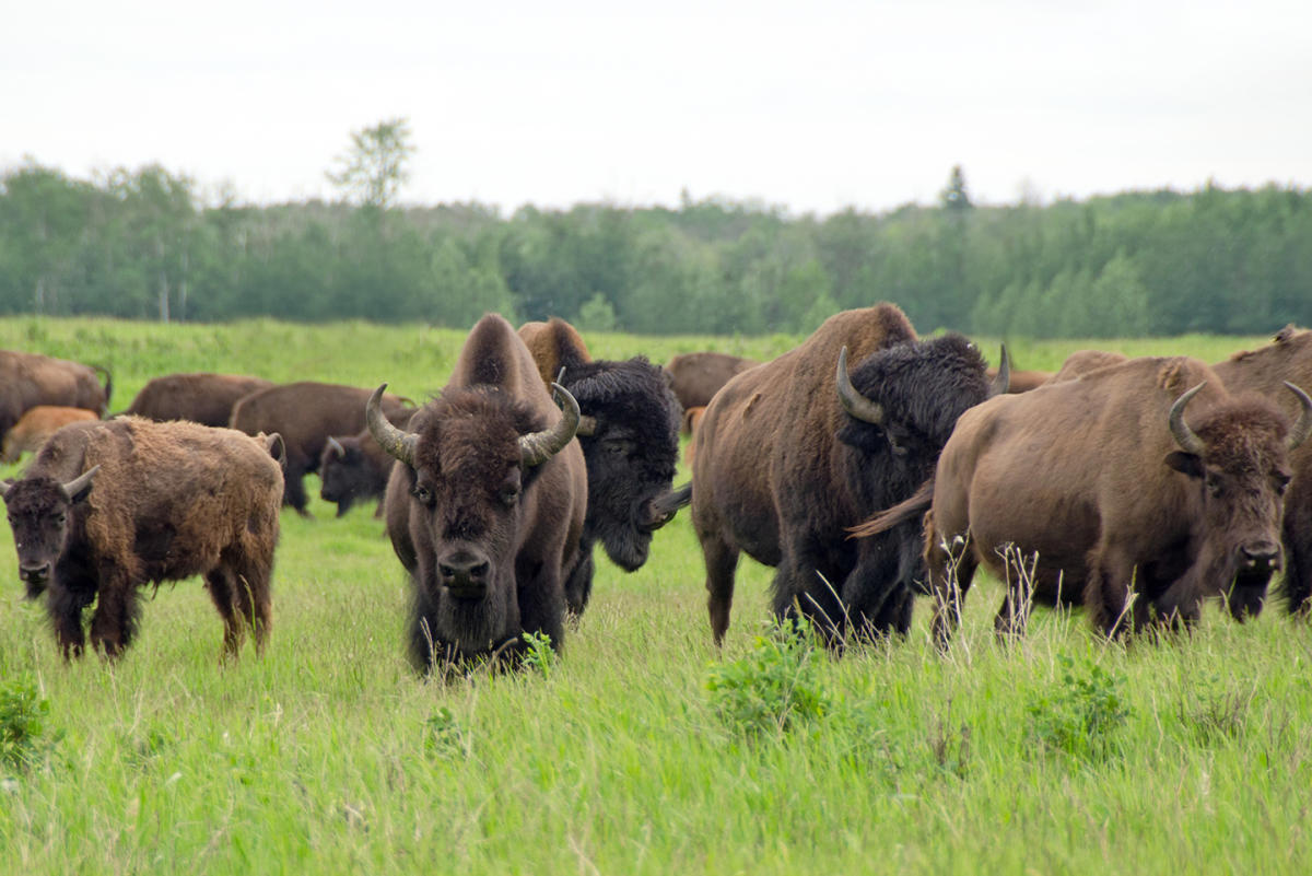 Discover the Oneida Nation | Discover Green Bay