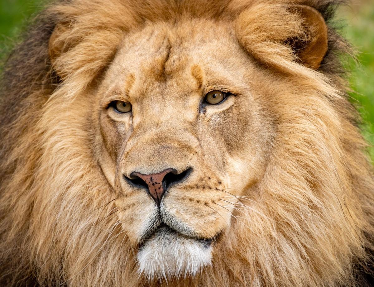 7 Ways To Take A Walk On The Wild Side | Green Country Oklahoma ...