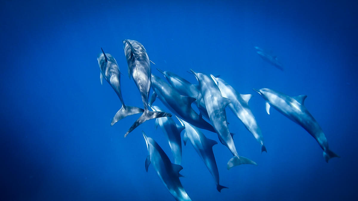 Guam Dolphin Watching | Discover Nature in Surrounding Waters