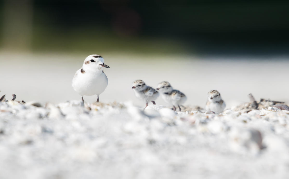 Shorebird Nesting Season Begins | Gulf County, FL