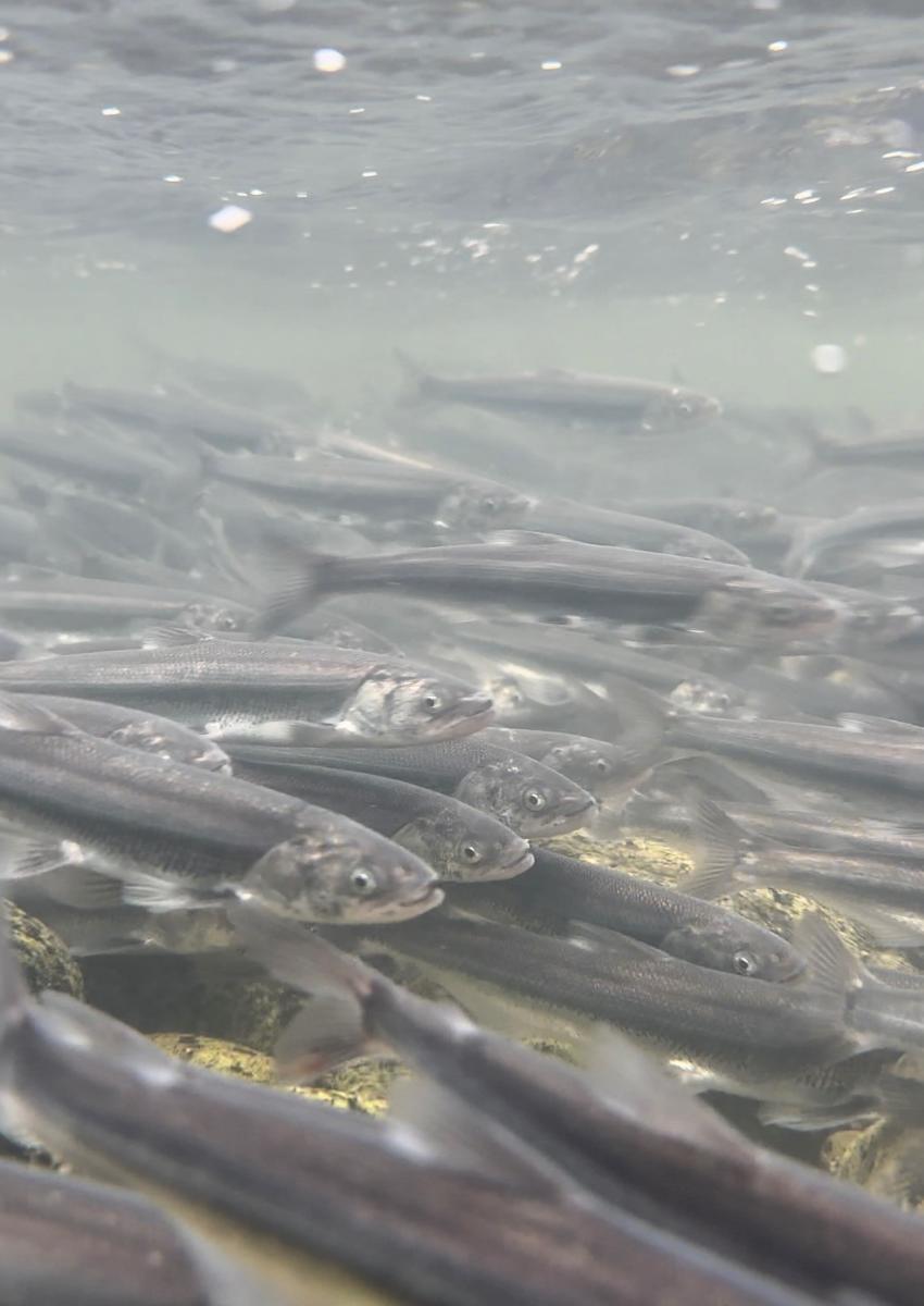 Celebrating Earth Day with the Arrival of Eulachon in Haines, Alaska