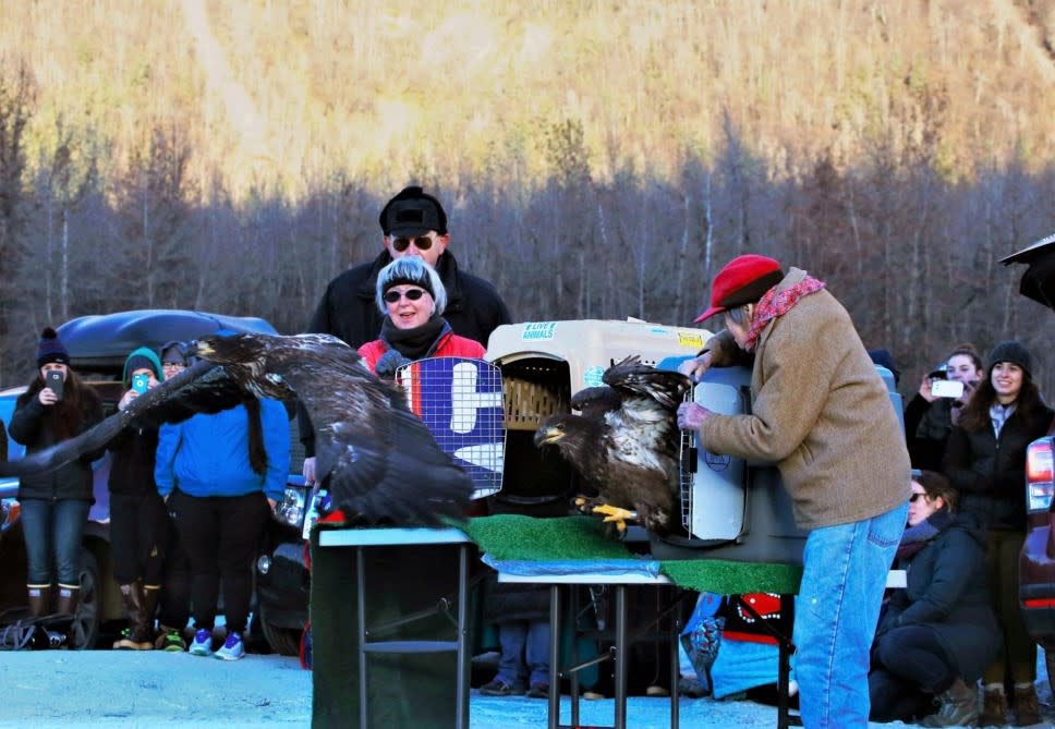 Alaska Bald Eagle Festival