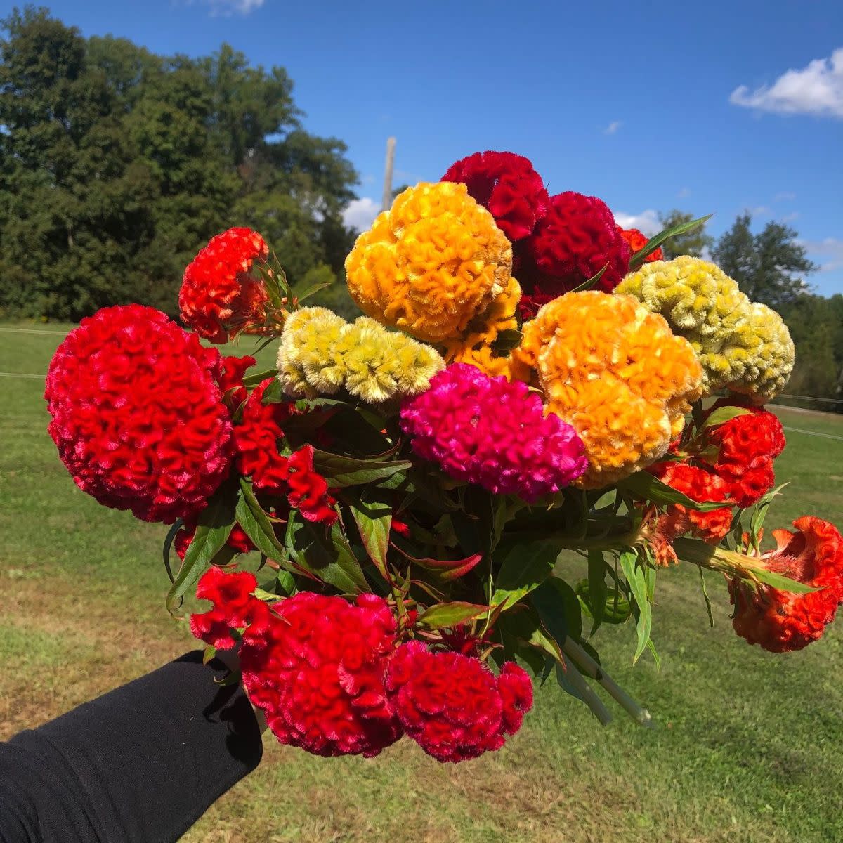 Best Flower Farms Within an Hour of Hendricks County, Indiana