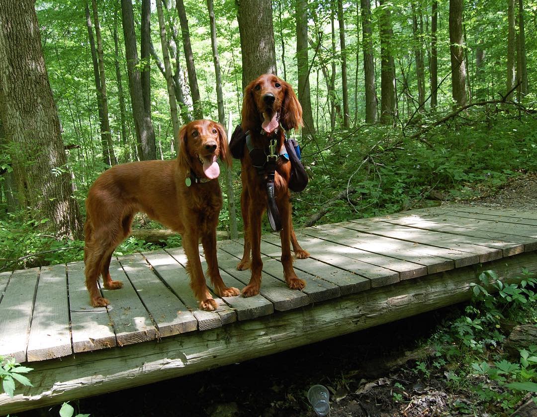Top Parks & Trails for Dogs in Hendricks County, Indiana