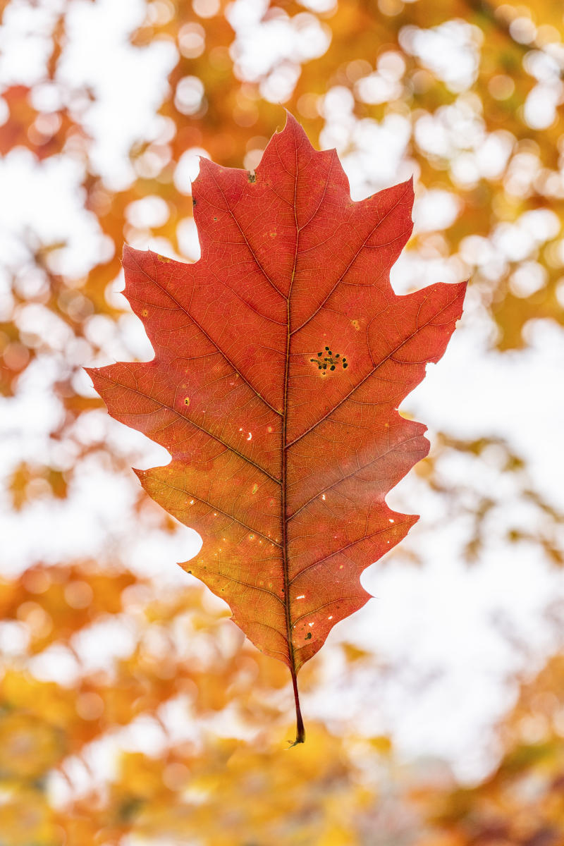 Leaf Peeping in Highlands, NC