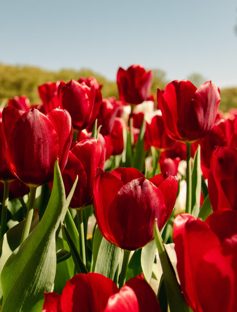 Your Ultimate Guide to Tulip Time