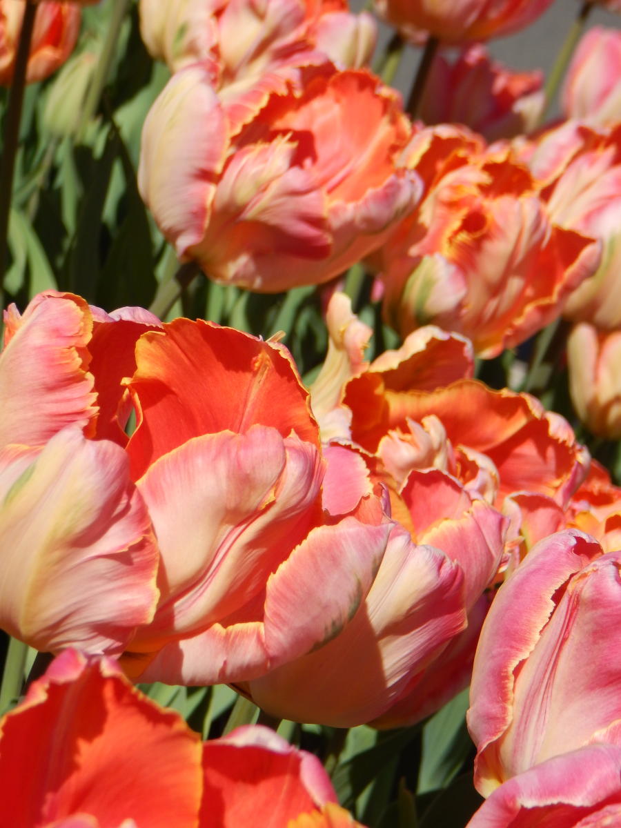 Menton Exotic
