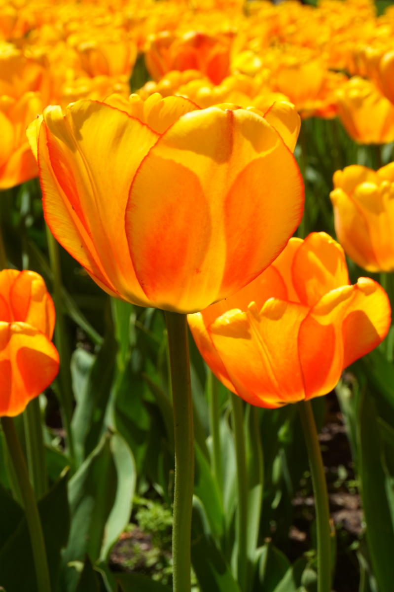 Orange Dream