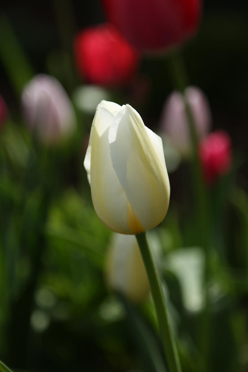 Mix of Angels Wish, Van Eijk, Menton, City of Vancouver, Sorbet, Hugs ...