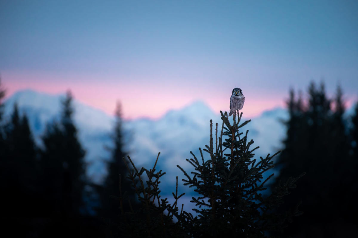 winter owl evening
