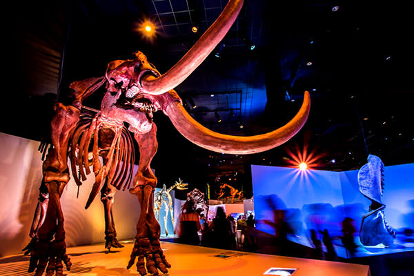 Houston Museums | Science, Art, Children's, & History