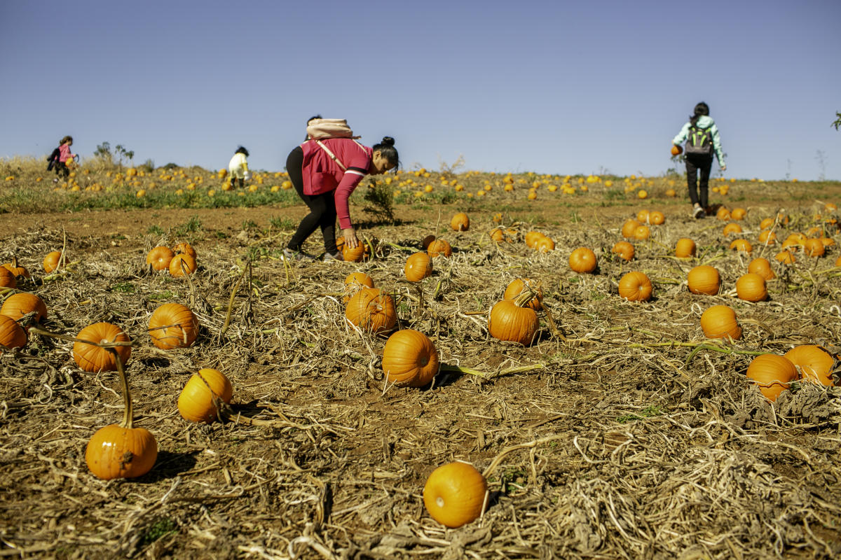 Top Things to Do this Fall in Howard County | Activities & Events
