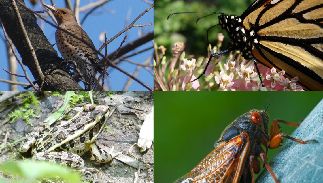 Explore the wildlife around Howard County