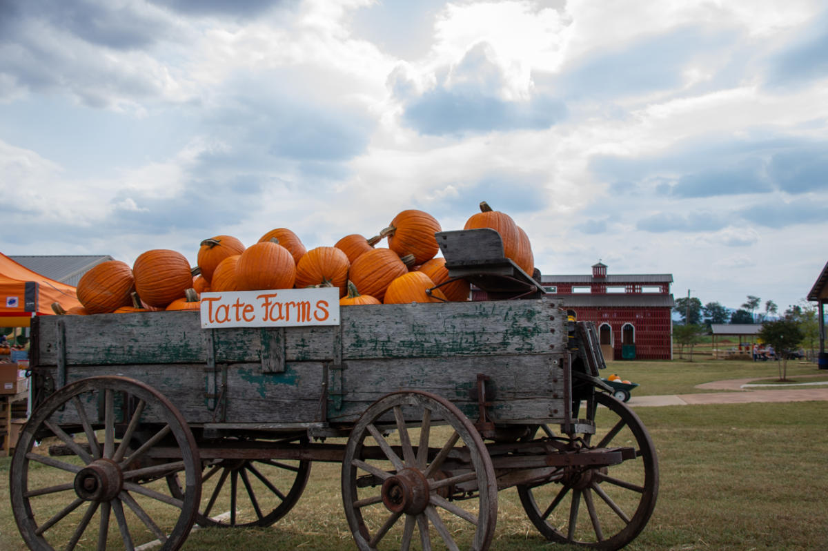 Pick your own Pumpkin at Tate Farms