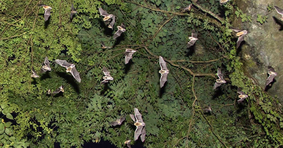 Explore North Alabama's Bat Cave