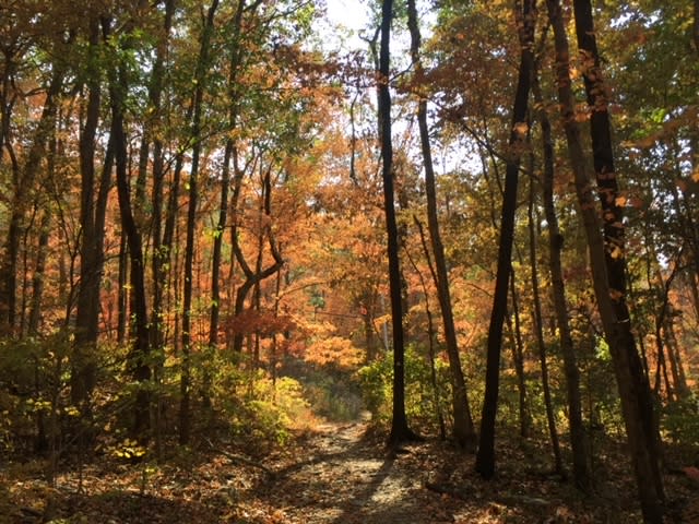 Best Huntsville Fall Vistas