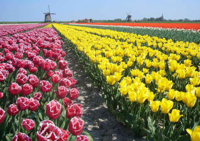 Gay Netherlands | LGBTQ+ Travel Guide, Netherlands Gay Rights & Safety Tips