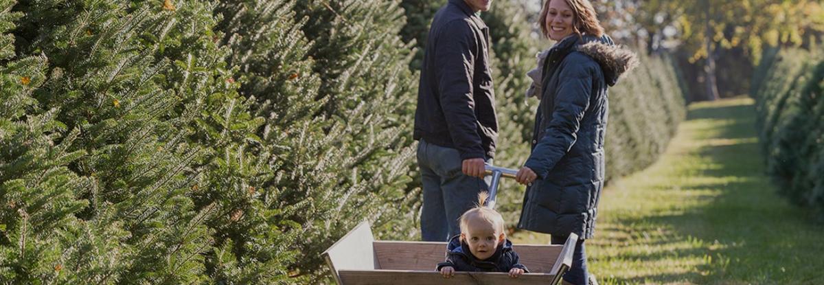 Christmas Tree Farms IN Indiana | Visit Indiana | IN Indiana | IDDC