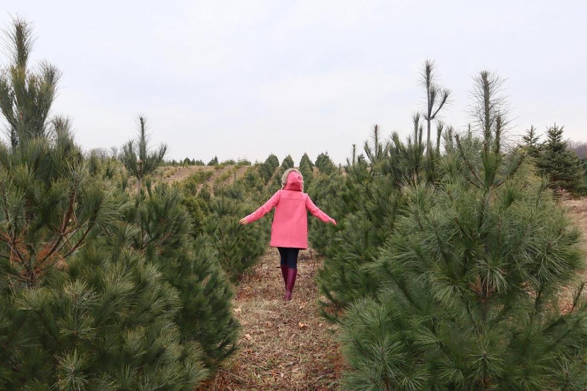 Oh Christmas Tree! Your Total Guide to Tree Farms in Indiana