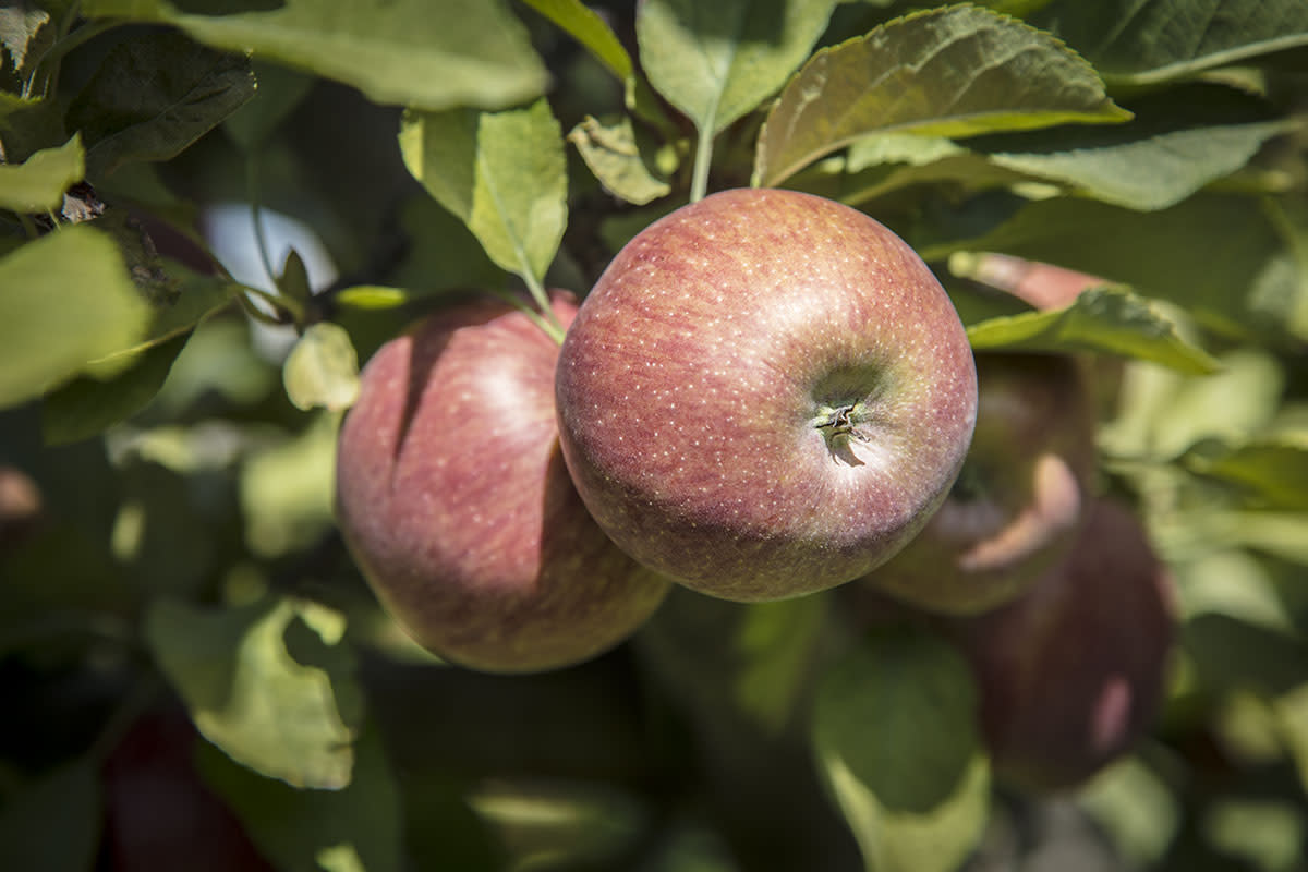 This Eastern Indiana Orchard Provides the Ultimate Family Farm Experience