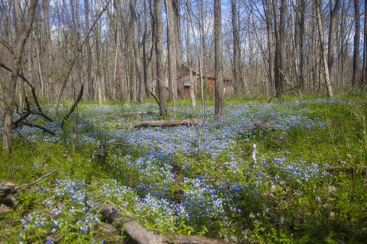You Won't Believe the Wildflowers at Shrader-Weaver Nature Preserve