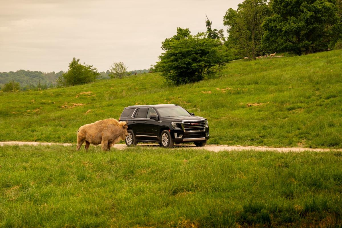 Wilstem's Wild Ride: A Drive-Thru Safari Adventure!