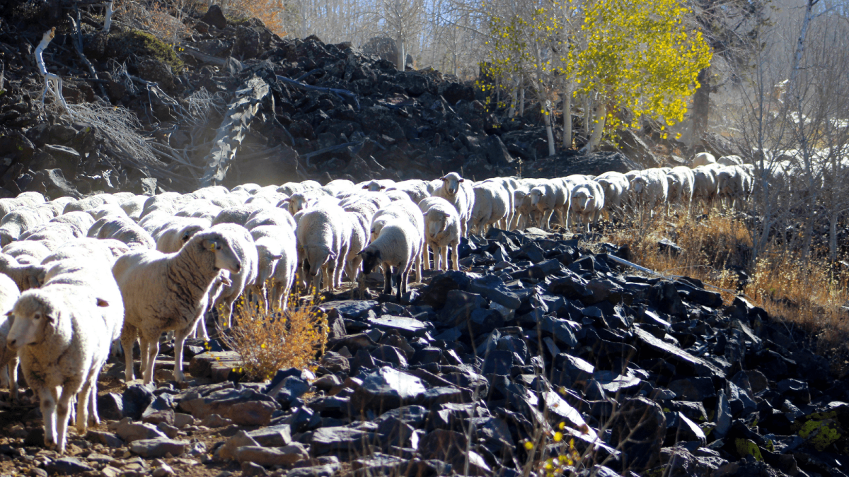 Oh Sheep! – Celebrating the Cedar Livestock & Heritage Festival