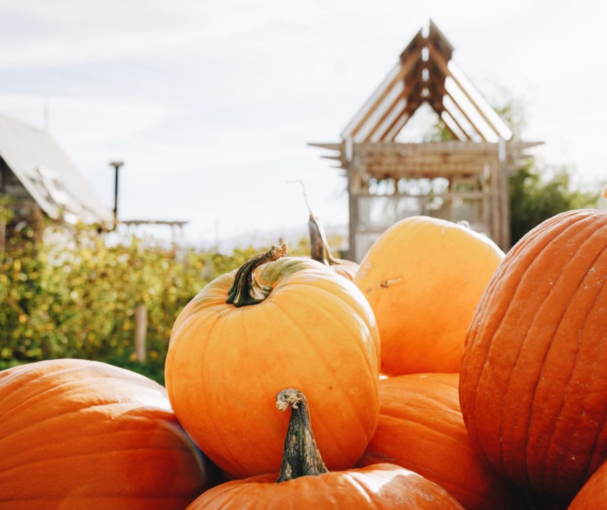Pumpkins, Pours, & Peaks | Fall in Cedar City
