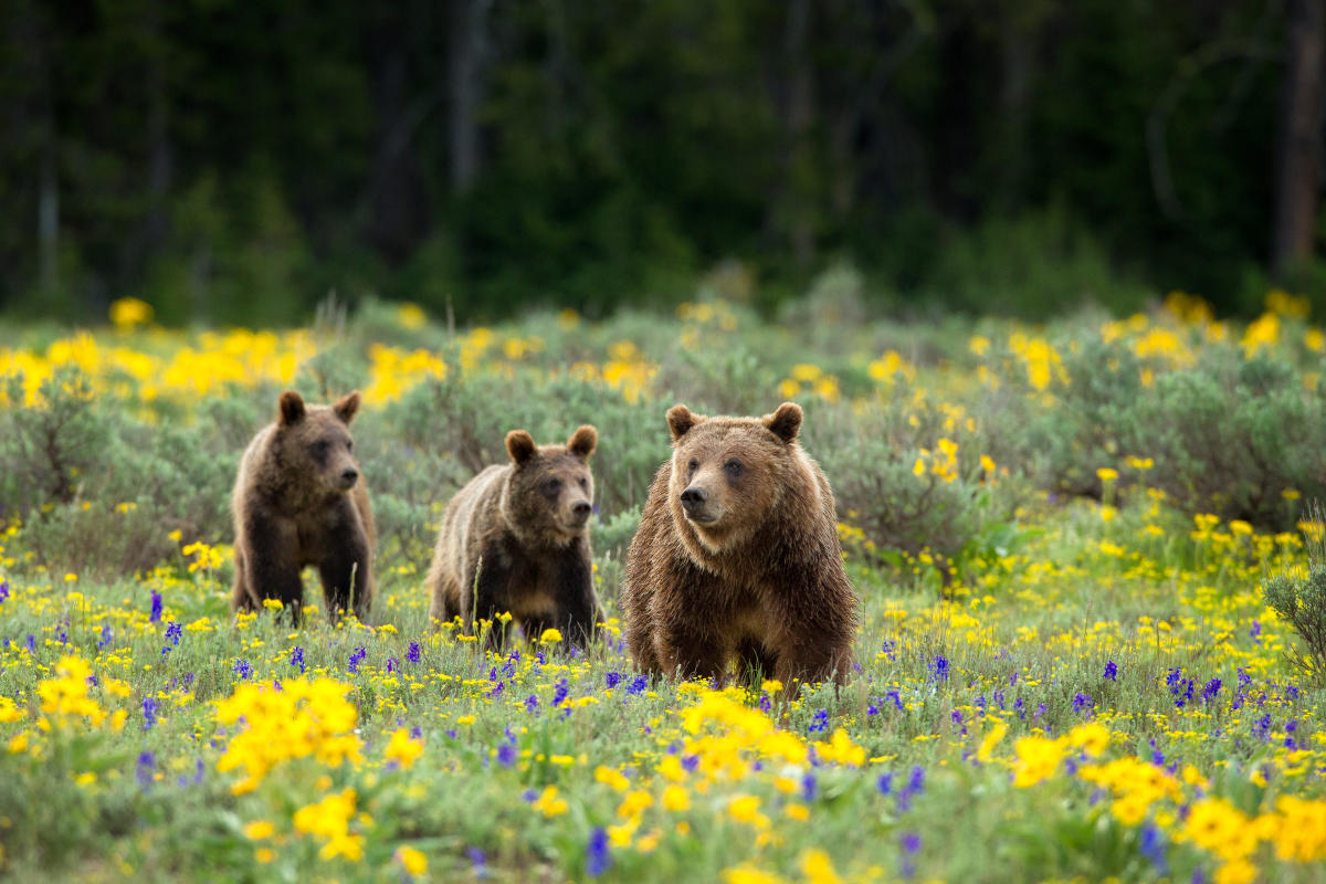 Spring Wildlife Viewing in Jackson Hole
