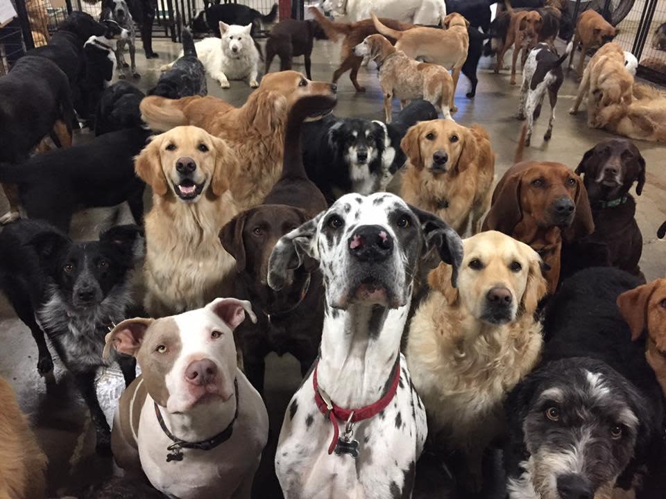 Tips for Your Visit to Dog Friendly Jackson Hole - Jackson Hole Chamber ...