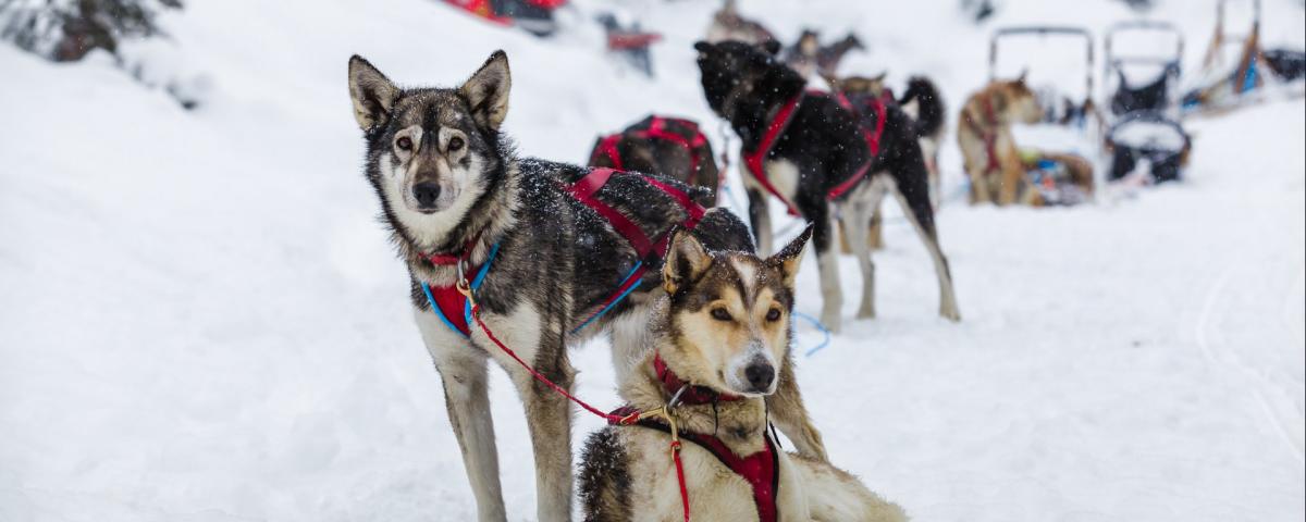 Experience the Thrill of Dog Sledding in Jackson Hole