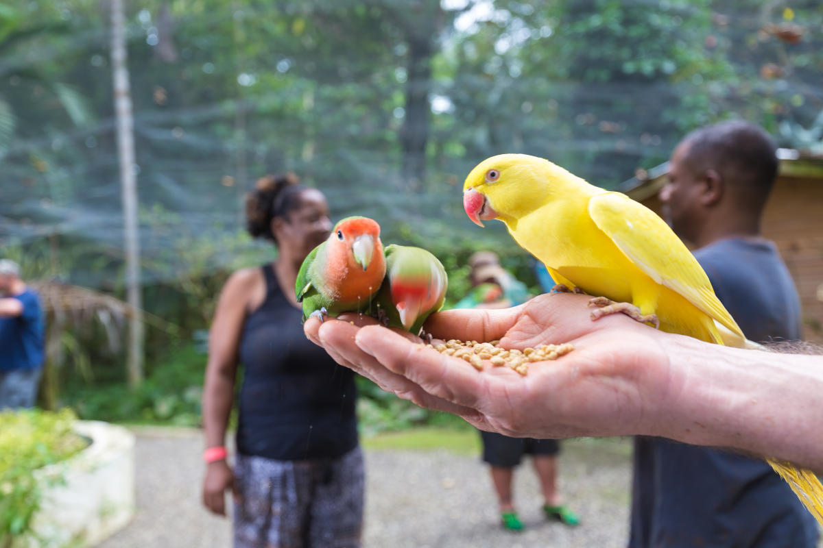 Explore Jamaica's Wildlife and Biodiversity | Visit Jamaica