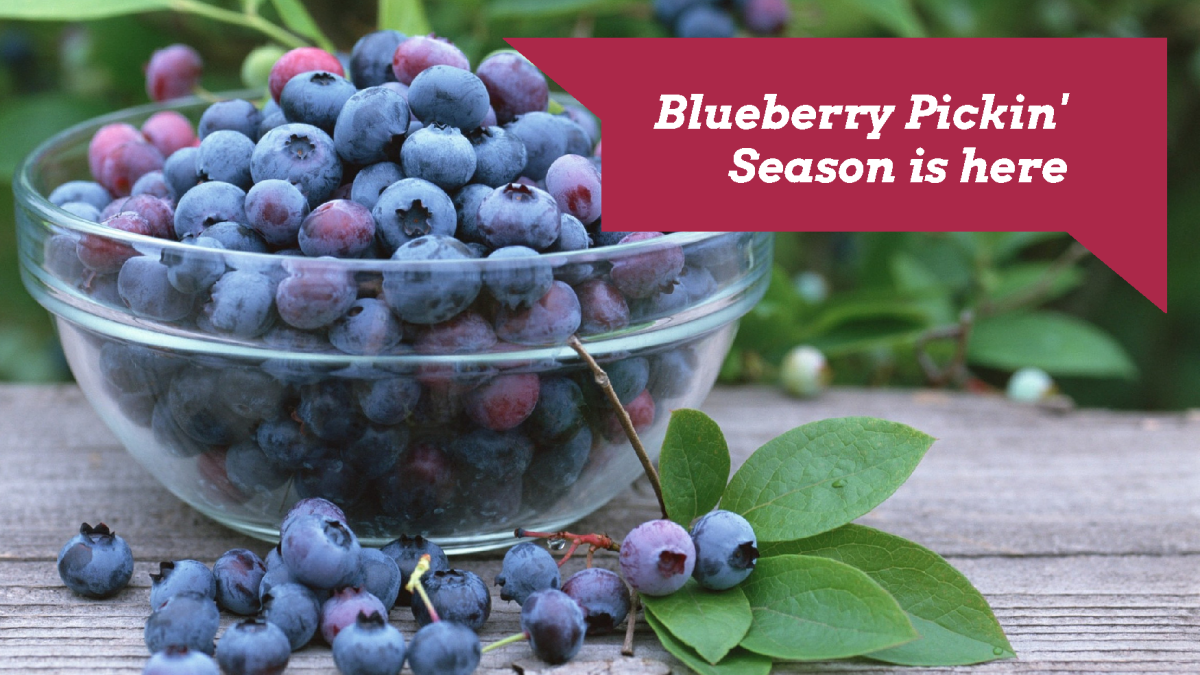 Bursting with Blueberries