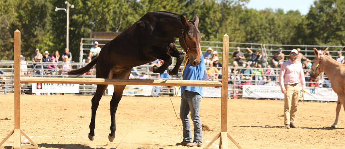 Celebrating 70+ Years | The History of Benson Mule Days