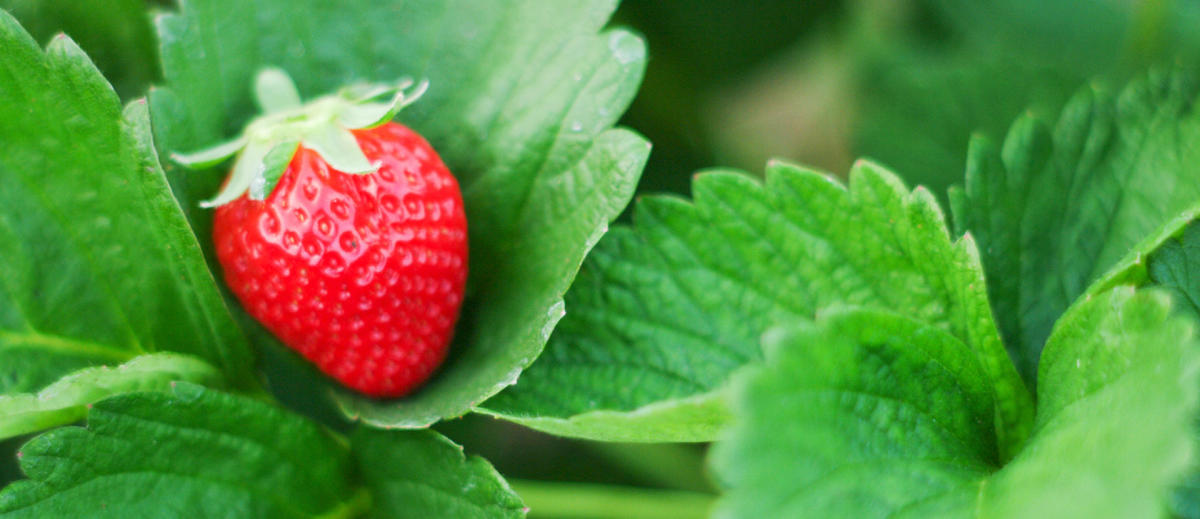 Restaurants|Southern recipes, Johnston County NC