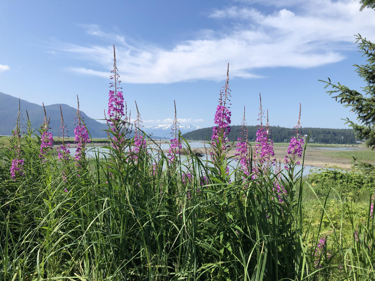 Fireweed Blooms | Things to Do in Summer in Juneau