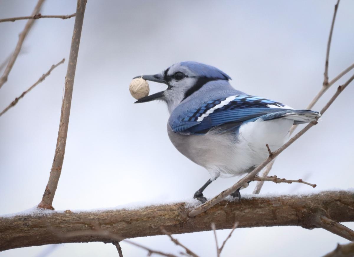 Bird Watching in Kalamazoo, Michigan
