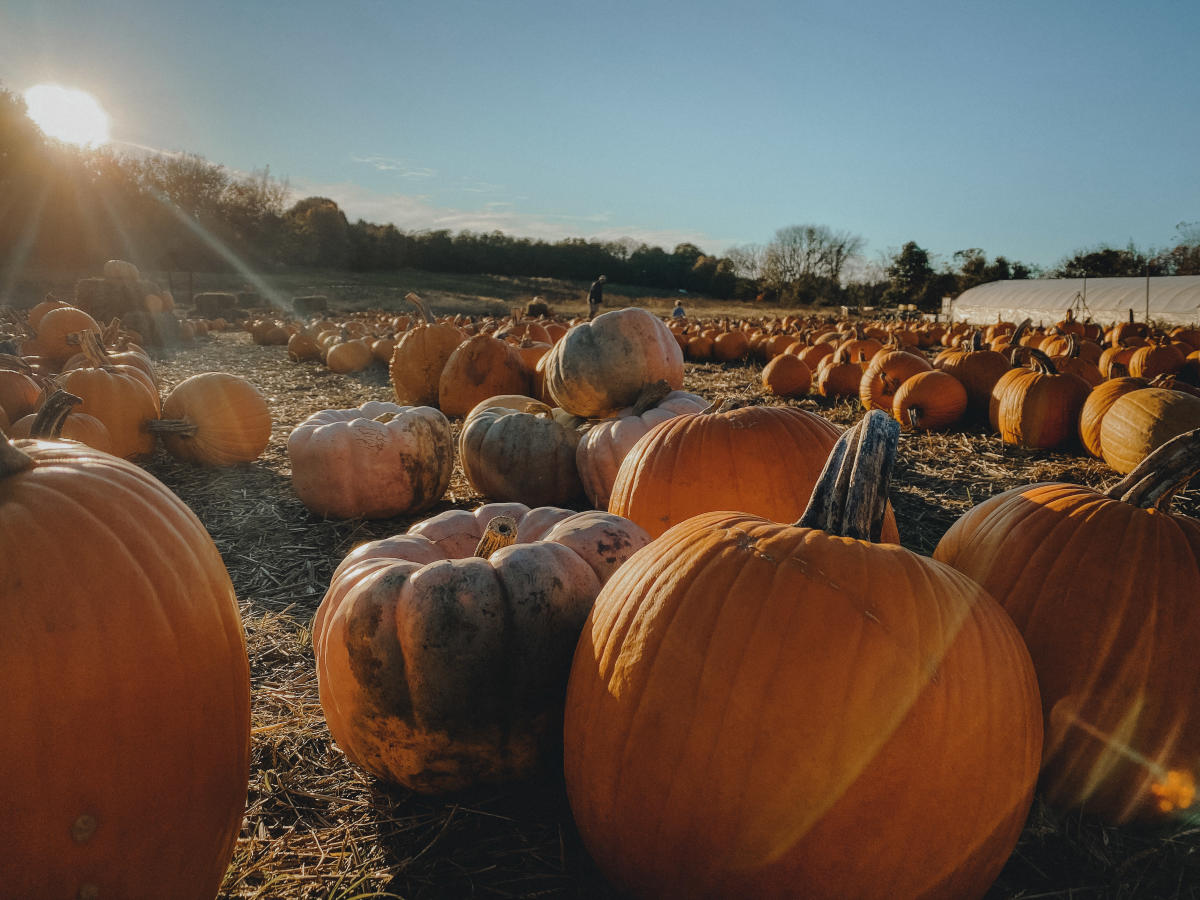 8 Spots To Sip Cider, Pick Pumpkins And Soak Up Fall Around Kalamazoo, MI