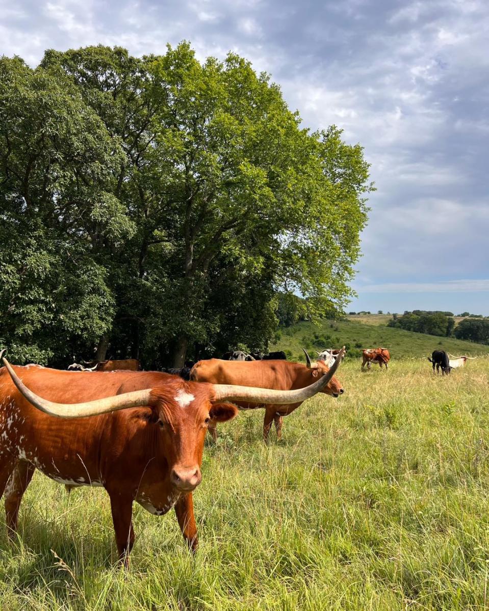 Good Day Kansas Explores: Circle S Ranch, Lawrence