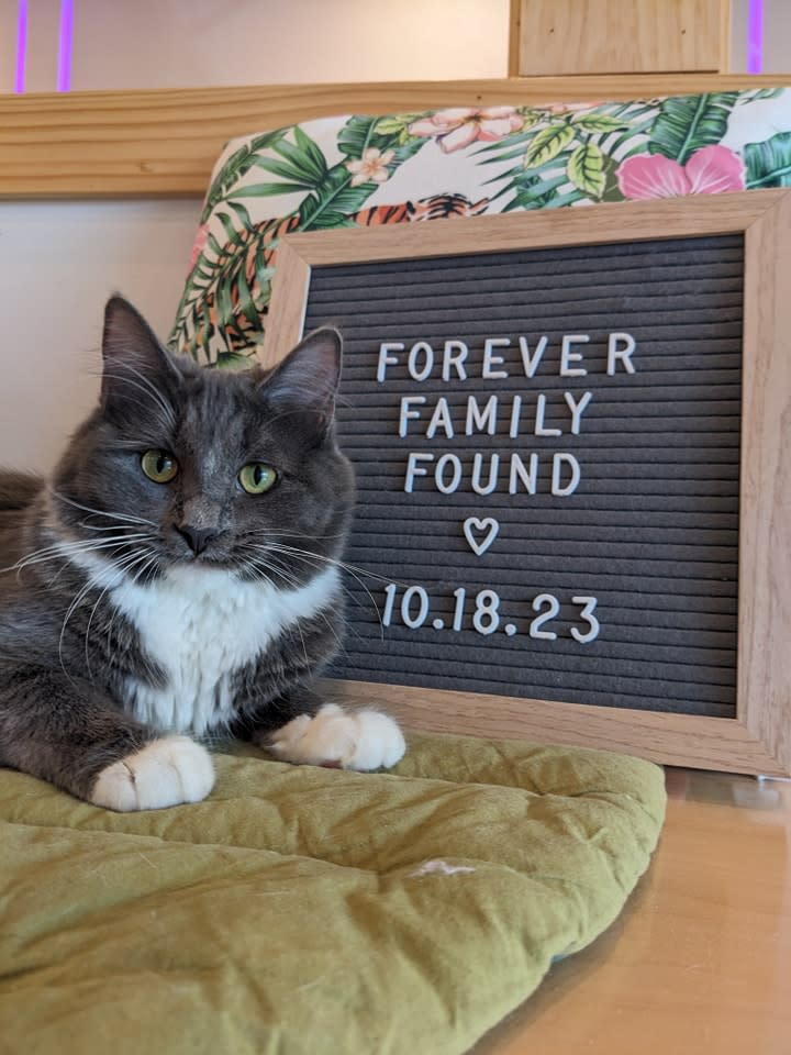 Cat Cafes in Kansas - Where to Find Them