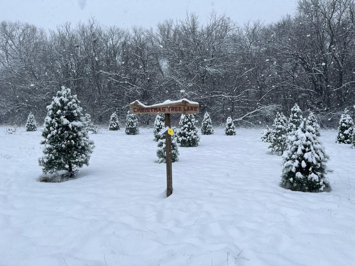 Christmas Tree Farms in Kansas: Find the perfect tree this season