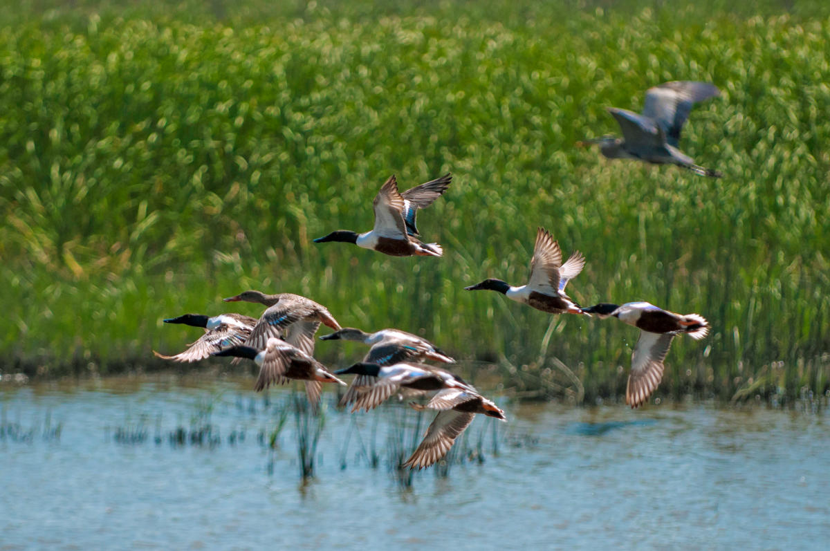 Cheyenne Bottoms & Quivira, Great Bend