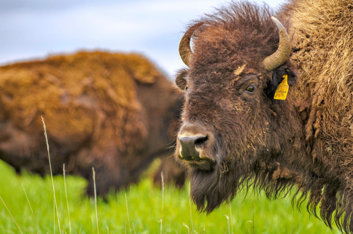 Good Day Kansas Explores: Maxwell Wildlife Refuge, Canton