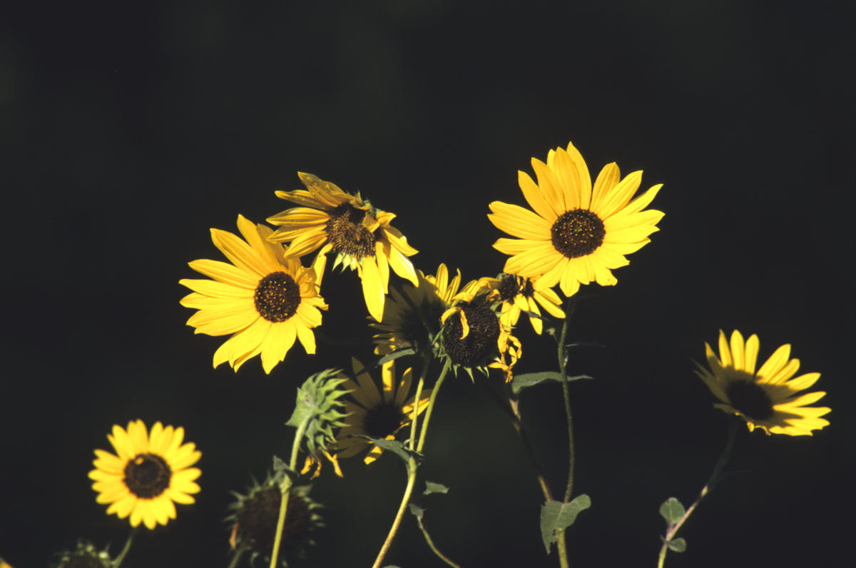 Kansas Wildflower Road Trips | Where to See the Sunflower State in Bloom