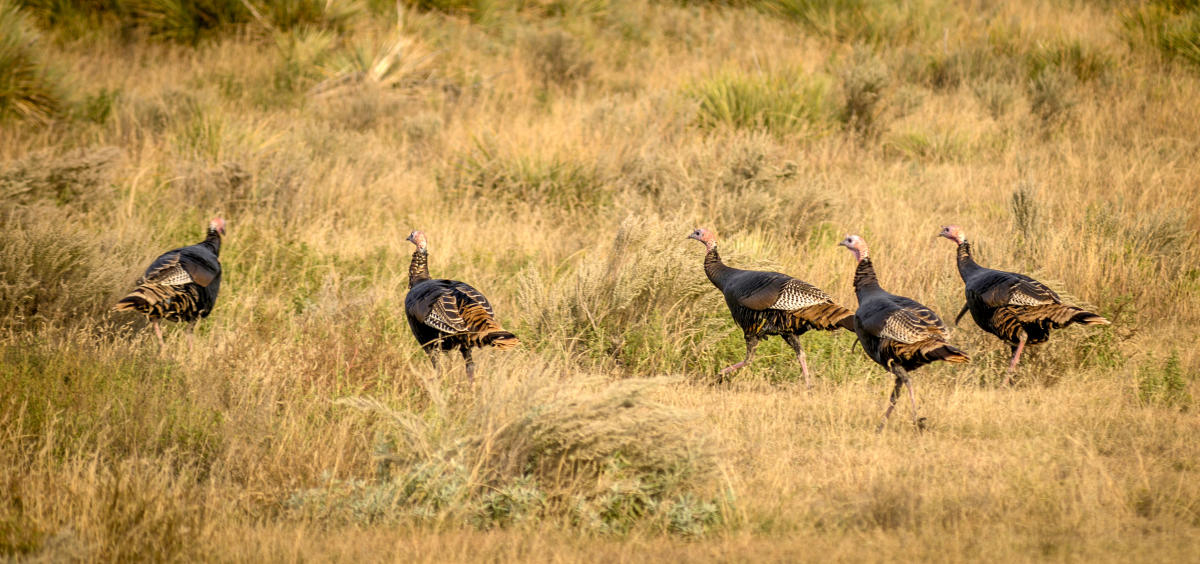 Troy's First Turkey: Kansas Hooks a New Turkey Hunter