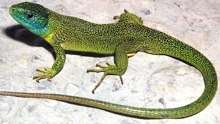 5 Best Spots to See Reptiles in Kansas