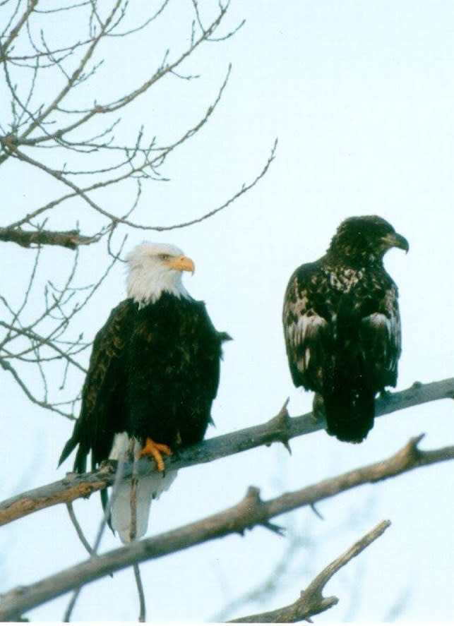 Eagle Viewing