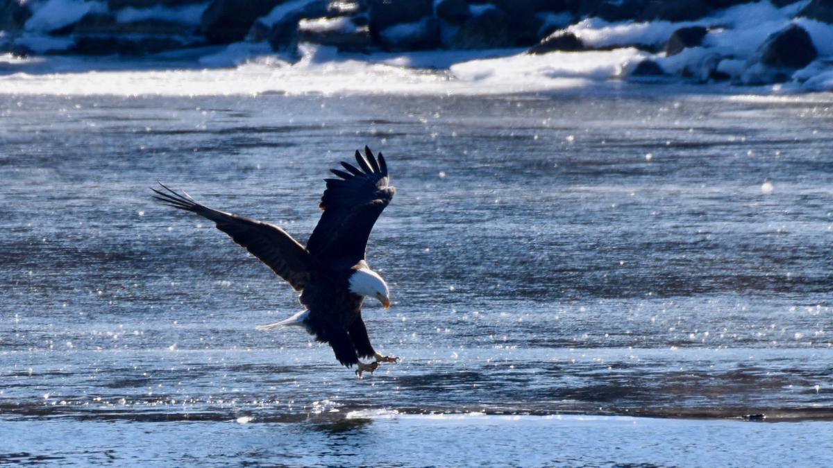 Eagle Viewing On Your Own