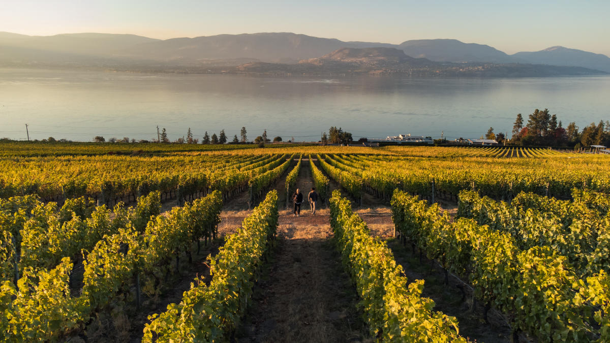 Showcasing BC's Wine Industry This Fall