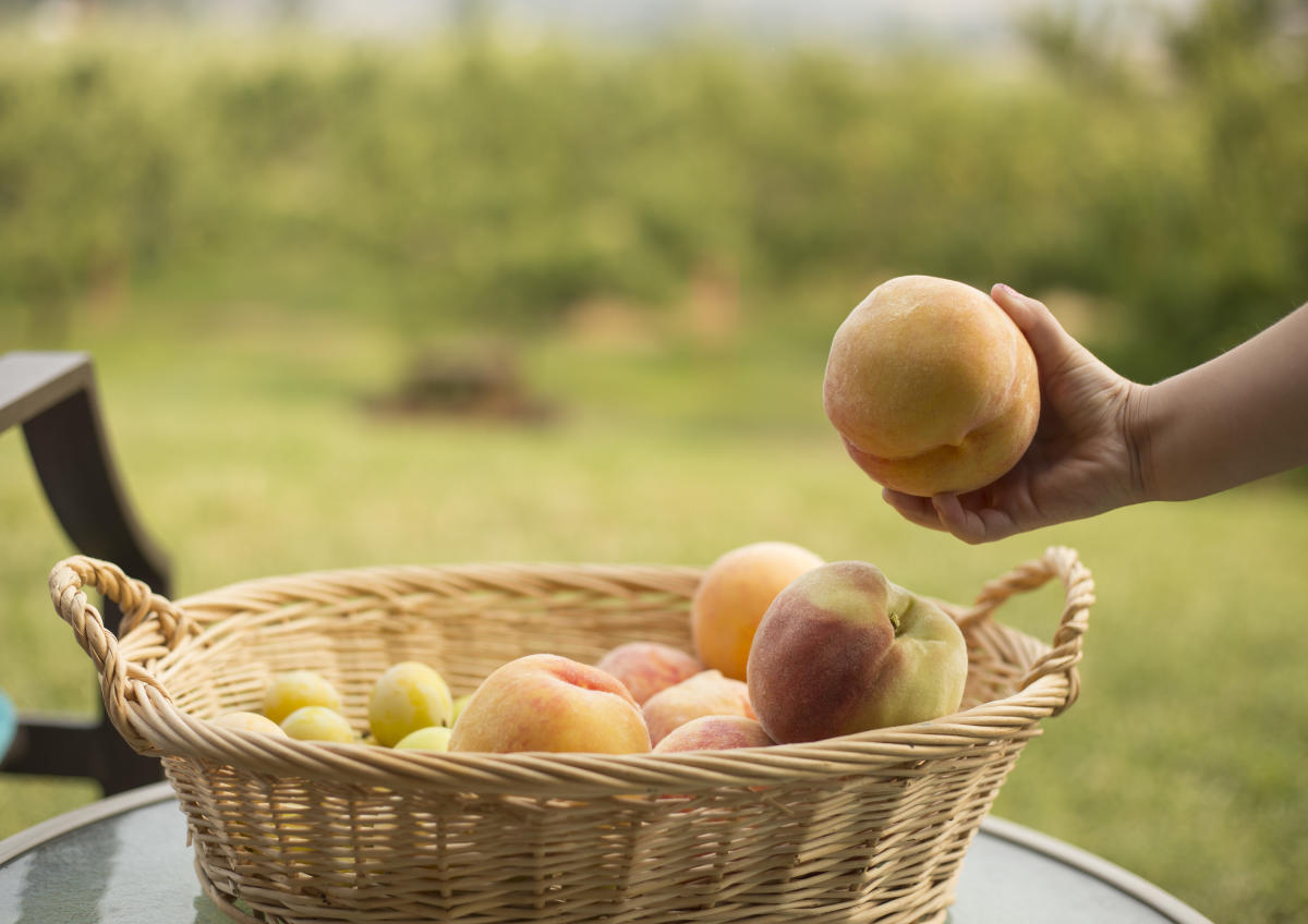 Fruit Picking in Kelowna